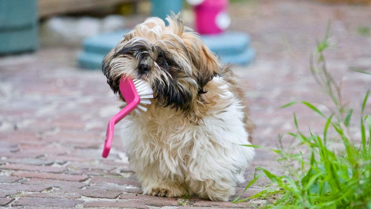 What To Do If Your Dog's Fur Is Matting
